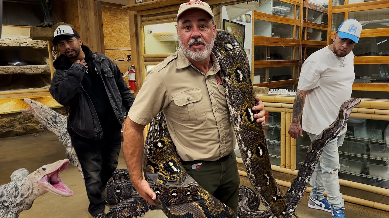Giant Snakes At The Reptile Zoo Youtube