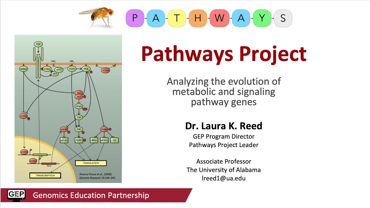 Pathways Project Overview Youtube