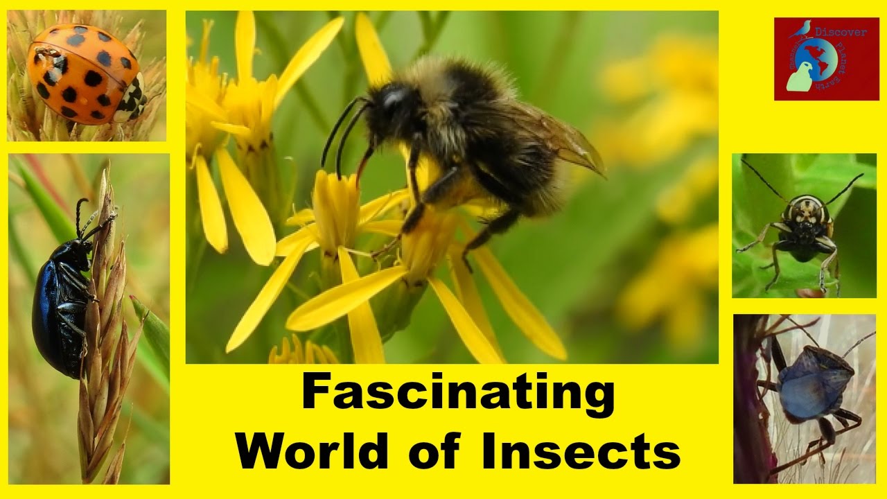 Miniscule World Of Insects Watch On Full Screen Youtube