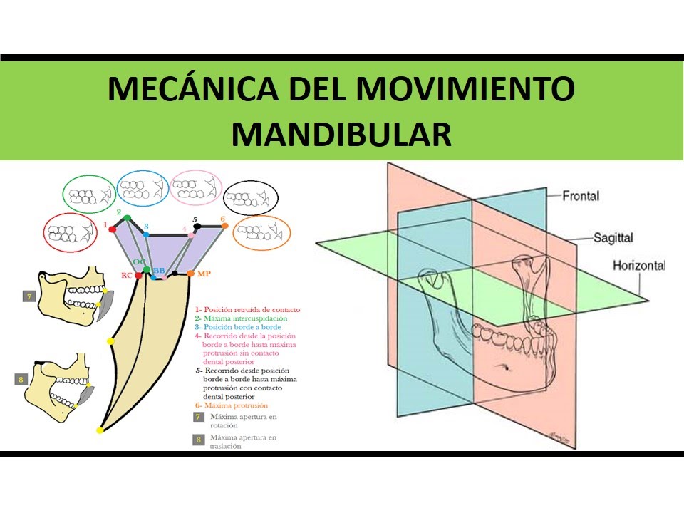 Mecánica Del Movimiento Mandibular Youtube
