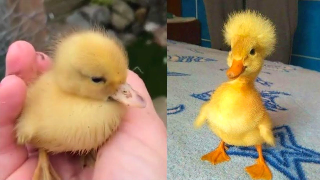 Cute Ducklings Adorable Baby Ducks Doing Funny Things Youtube