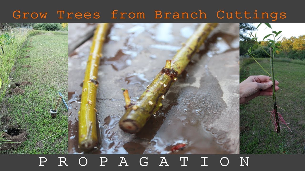Grow Trees From Branch Cuttings Propagation For Free Screen Wall