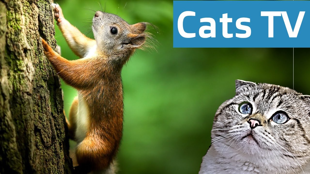 Cat Tv For Cats To Watch Cute Squirrels рџђї And Beautiful Nature рџџћ Youtube