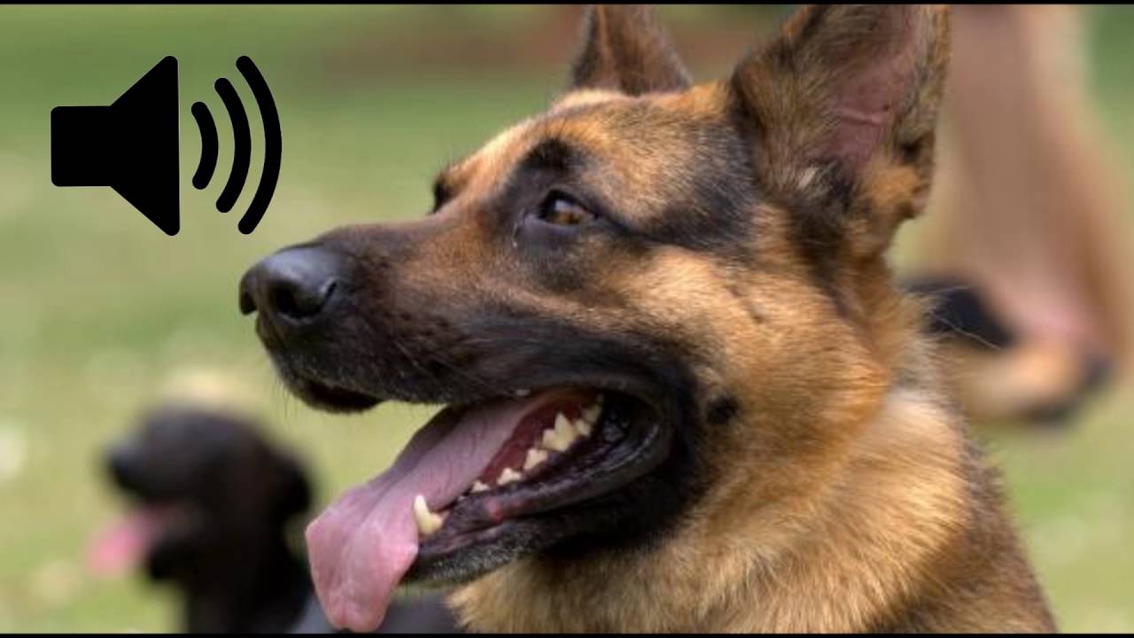 Barking Dog