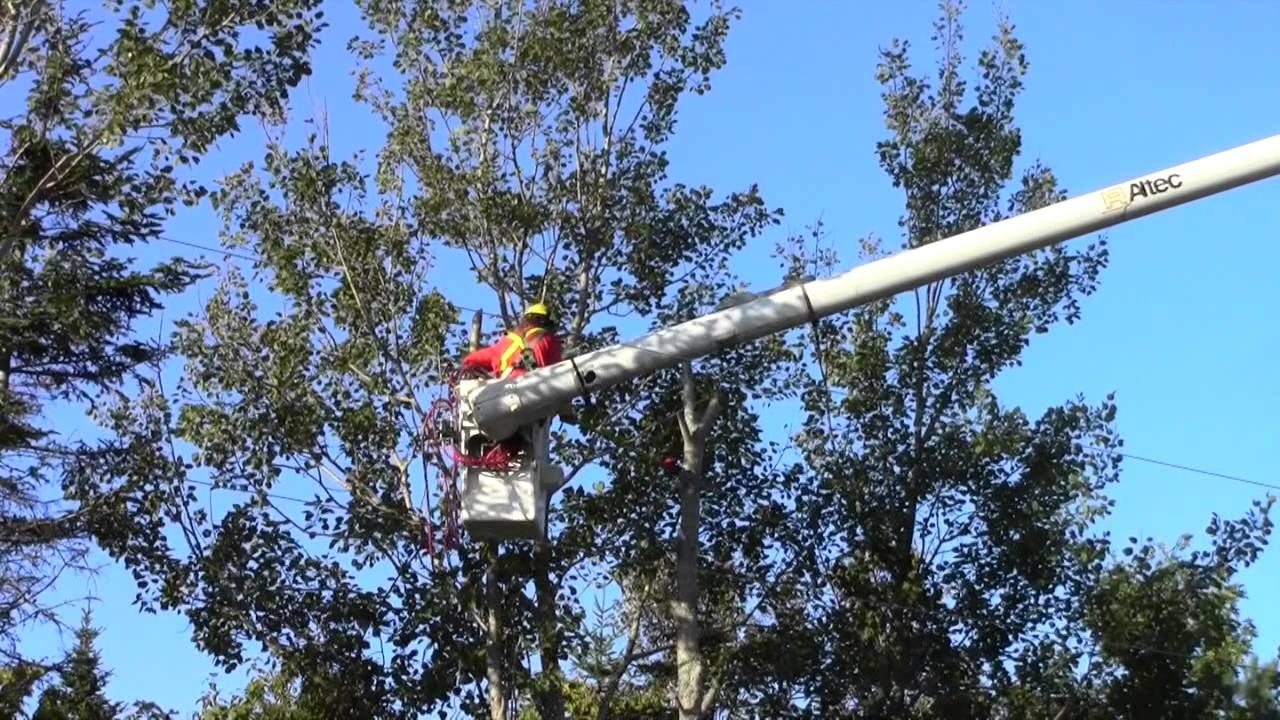 Tree Removal Youtube
