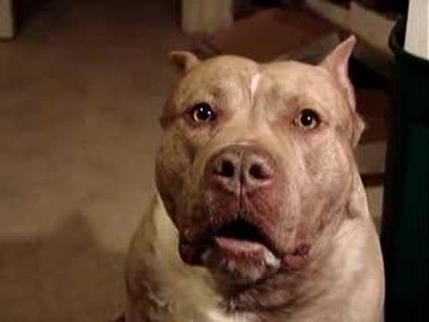 Weird Noises My Dog Makes Youtube