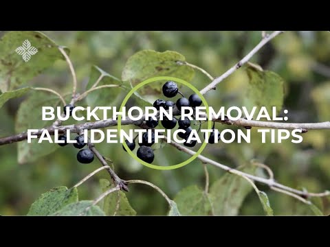 Buckthorn Removal Fall Identification Tips Youtube