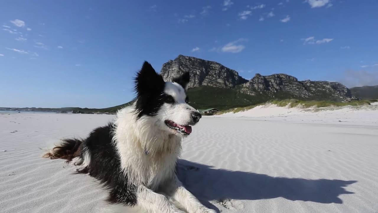 The Border Collie That Changed The World Youtube