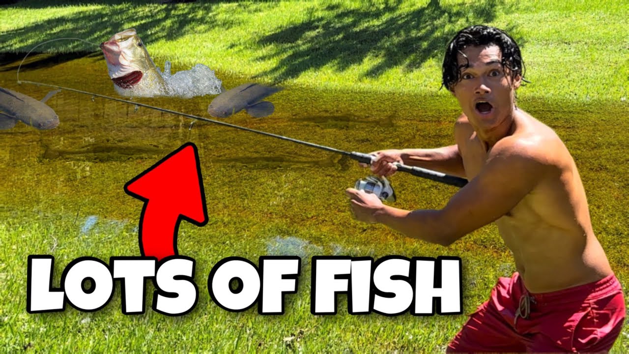 Saving Fish From Hurricane Flood Youtube