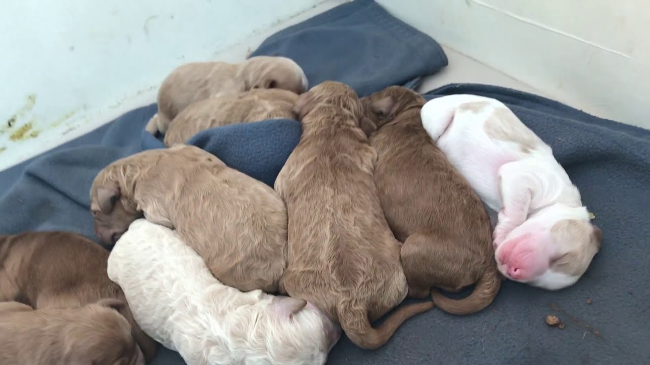 Newborn Goldendoodle Puppies Youtube