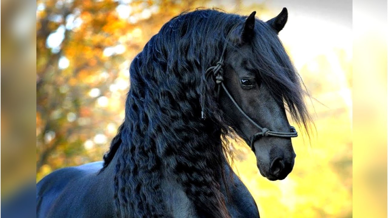 25 Most Beautiful Horses On Planet Earth Simply Amazing Stuff