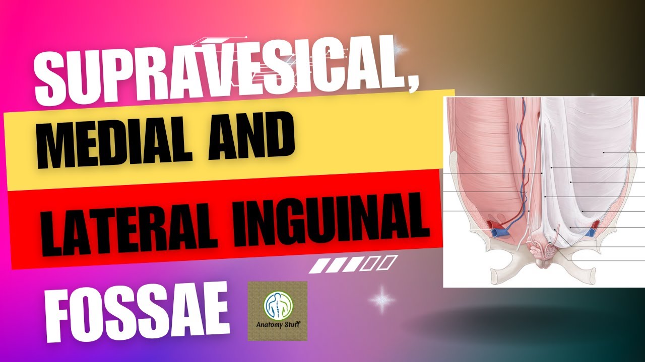 Internal Surface Of The Anterolateral Abdominal Wall Supravesical