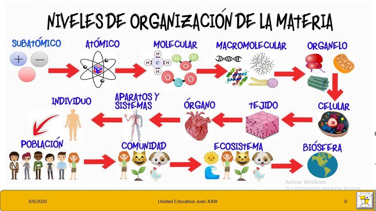 La Célula Y Los Niveles De Organización Celular Biología 9 6 2020 Youtube