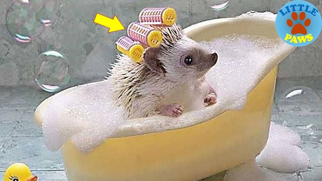 Funny And Cute Hedgehog Compilation Youtube