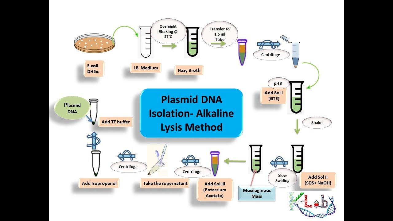 What Is Plasmid Dna Purification At Molly Turner Blog