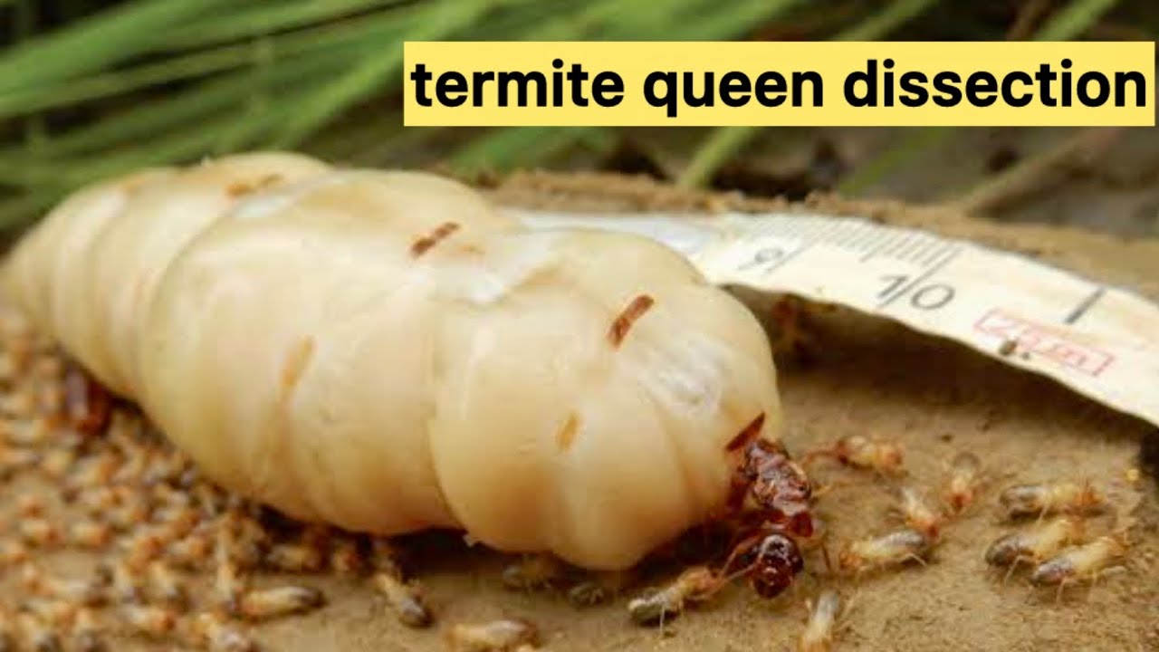 Unveiling The Mysteries Of The Termite Queen Dissectionrevealed