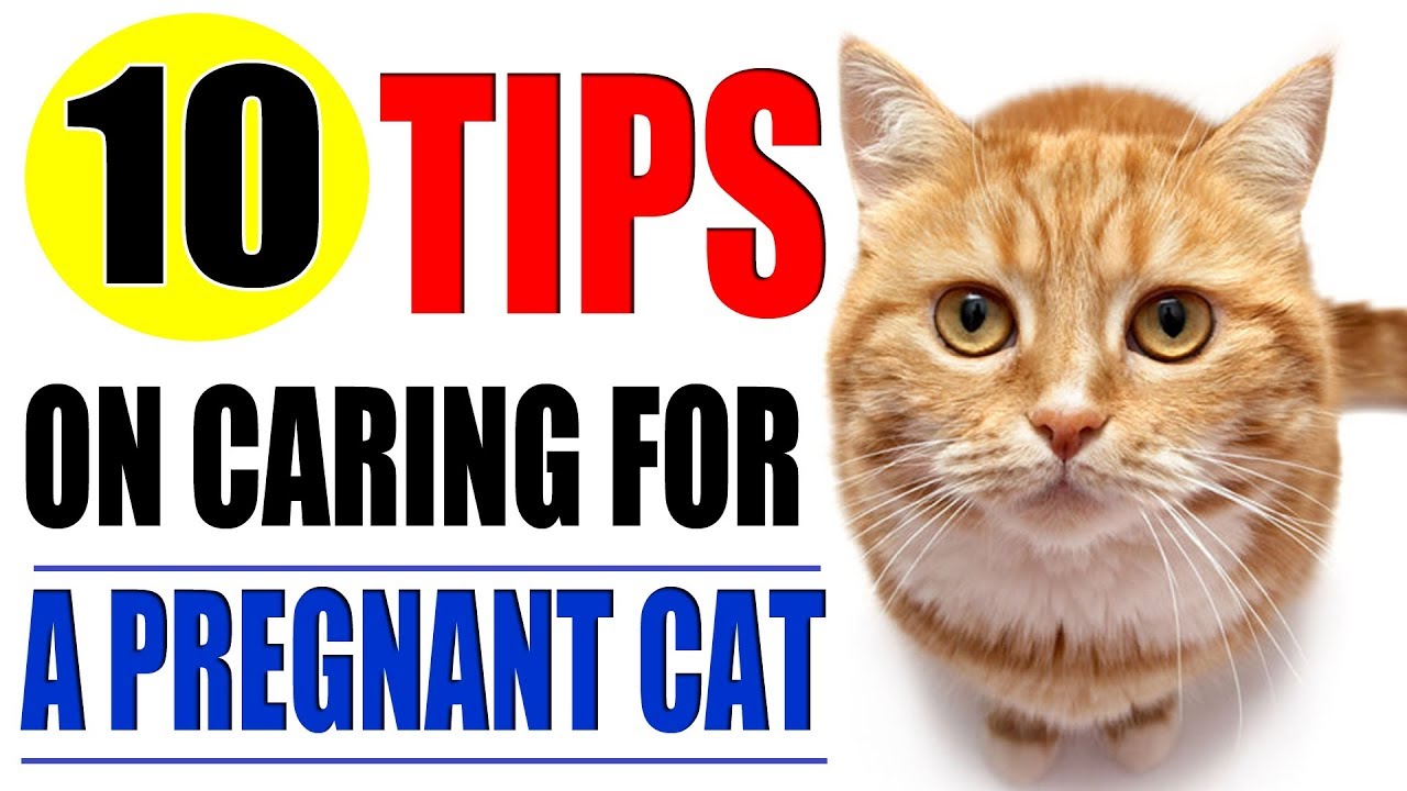 Pregnant Cat Ten Tips On Caring For A Pregnant Cat Housepetscare