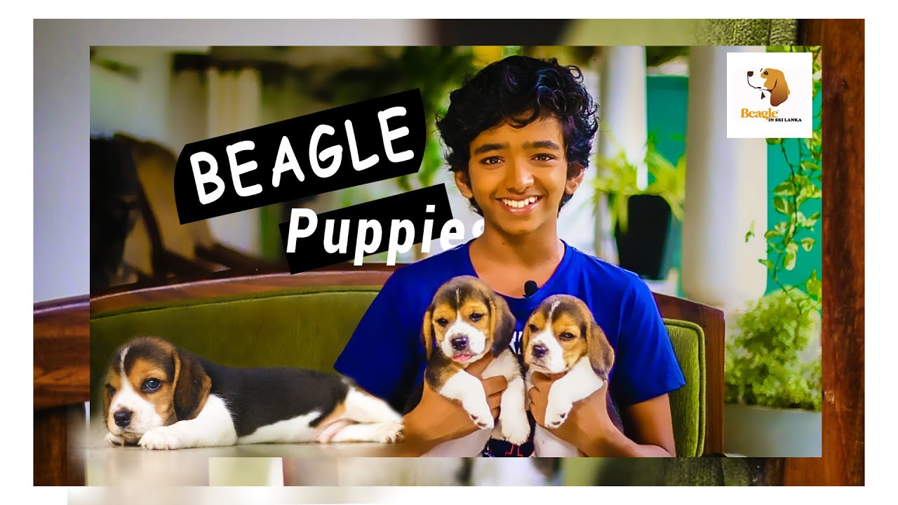 Beagle Puppies Youtube