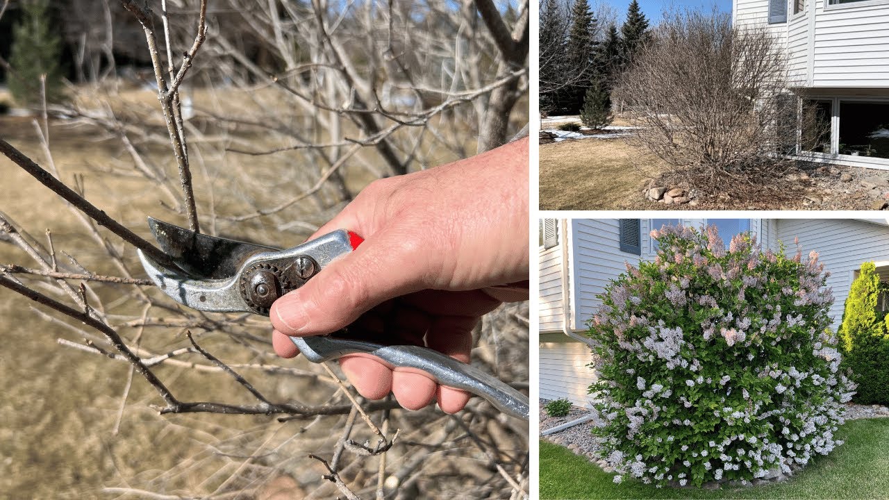 Miss Kim Lilac Pruning By Thinning Cuts Youtube
