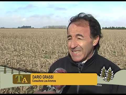 6 Dario Grassi Consultora Los Aromos Youtube