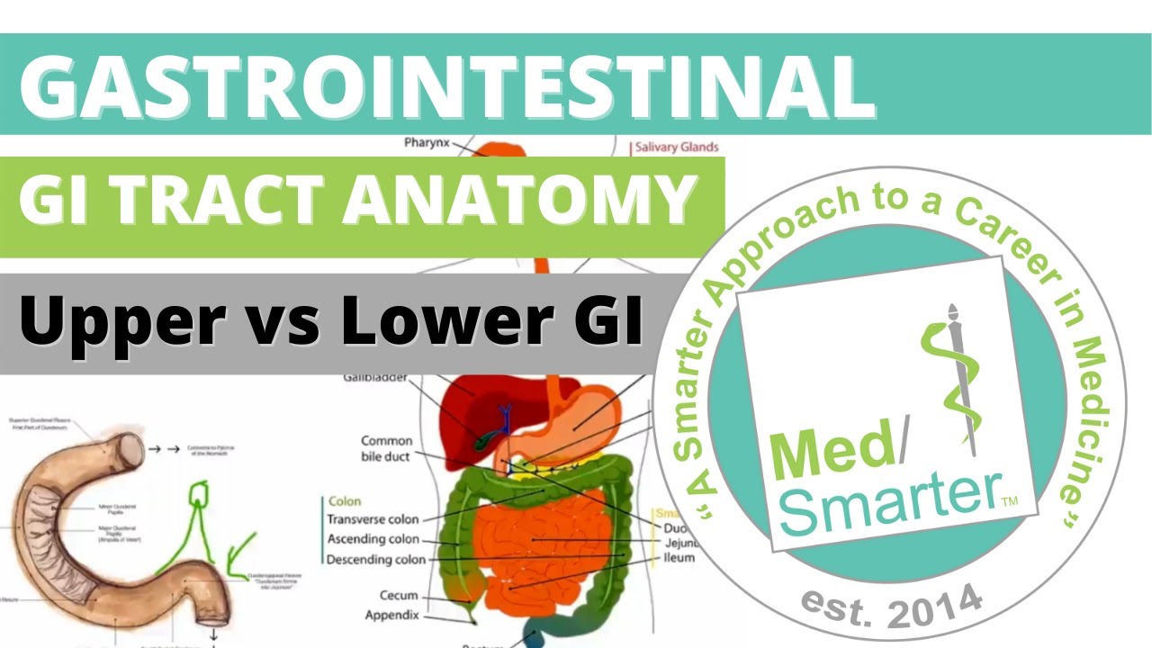 What Is The Lower Gi Tract At Alexander Jarrett Blog