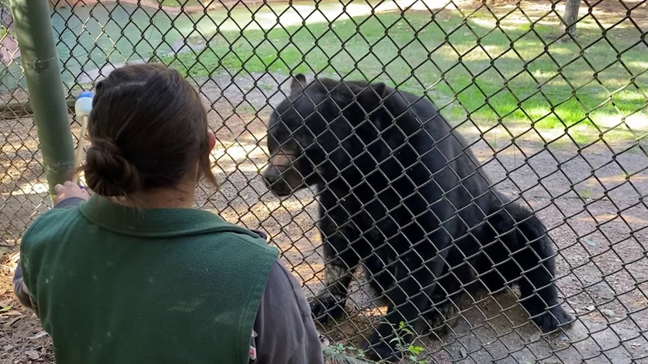 Black Bear Training At The Fort Worth Zoo Youtube