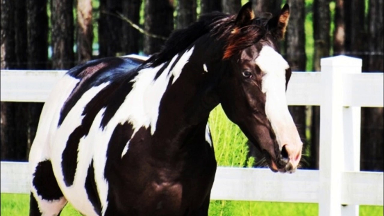 Overo Homozygous Black Thoroughbred Stallion Youtube