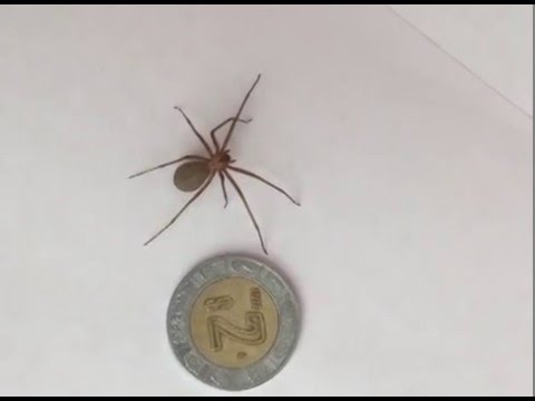 Conozca Más Sobre La Araña Violinista Youtube