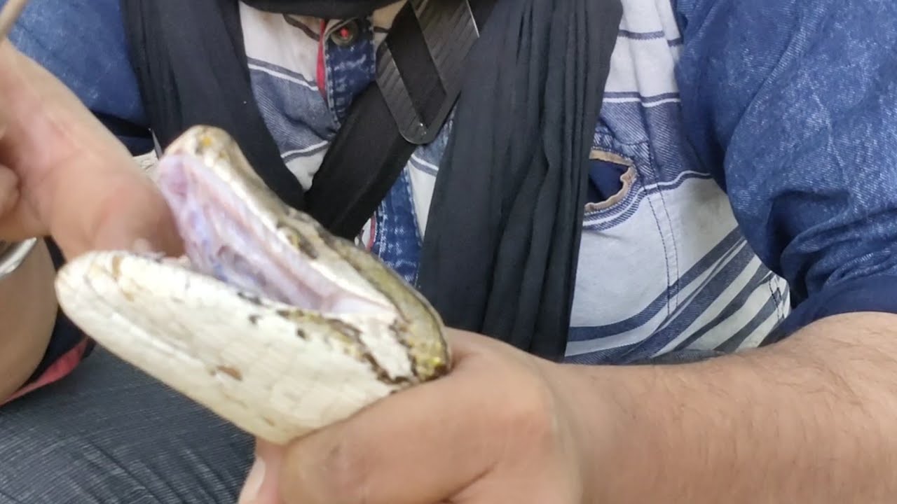 Burmese Python Bite Youtube