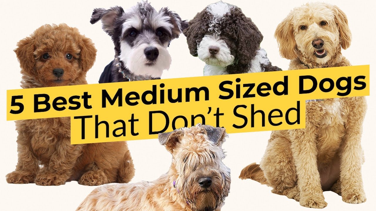 5 Best Medium Sized Dogs That Don T Shed рџђ рџ ґ 2024 рџ ґ