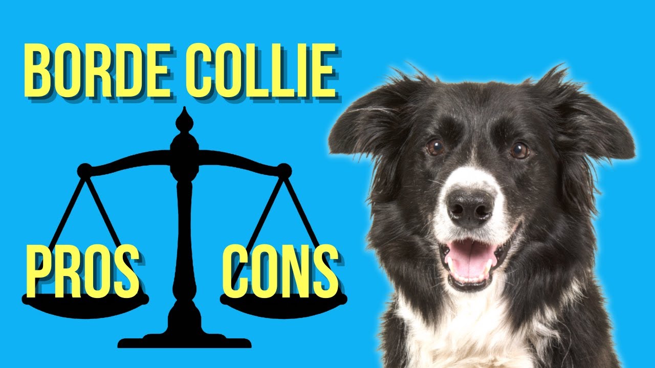 Border Collie Pros And Cons You Need To Know Youtube