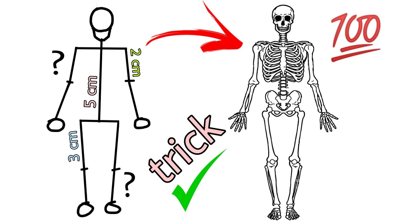 How To Draw Human Skeleton Diagram