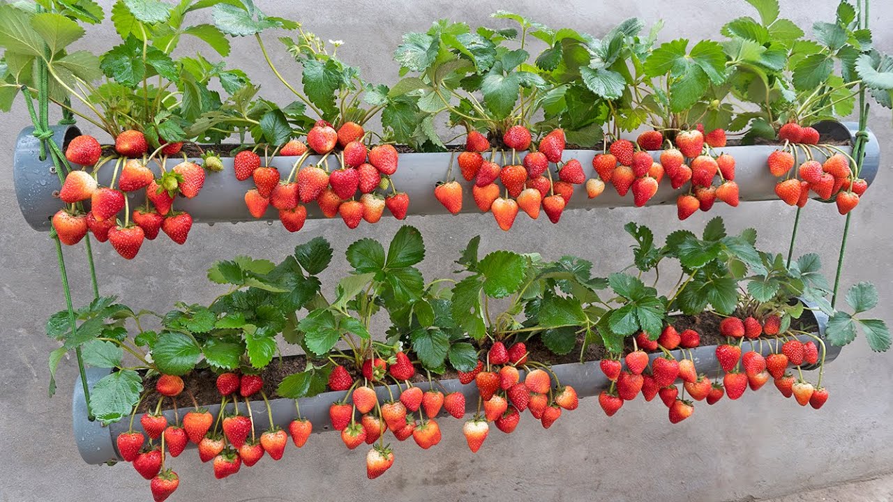 Growing Strawberries In Vertical Pipes At Lindy Rossi Blog