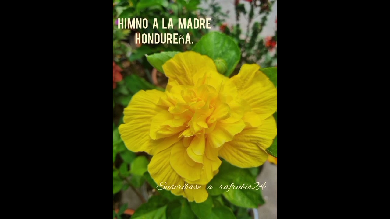Himno A La Madre Hondureña Versión Coral Honduras Chords Chordify