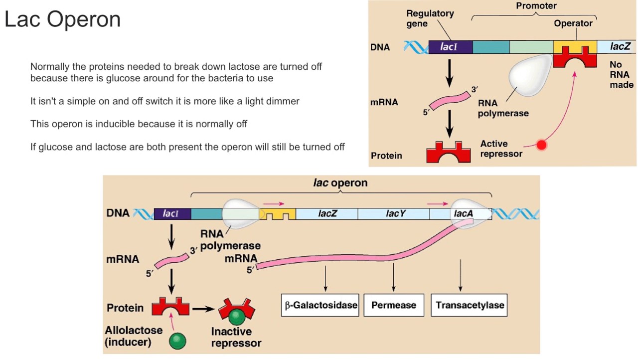 Lac Operon Youtube
