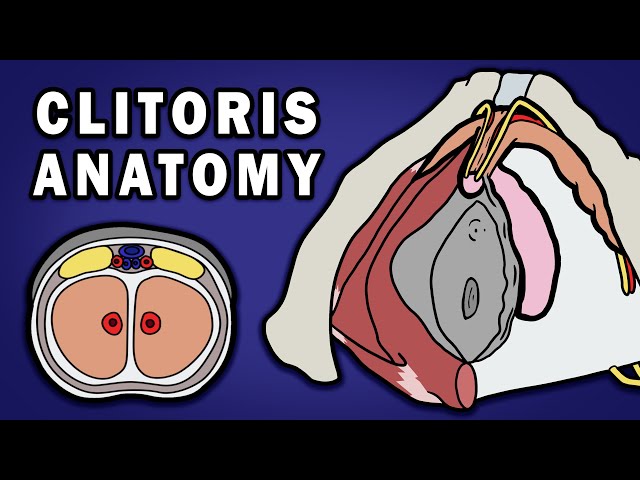 Anatomy Of The Clitoris 27afb5