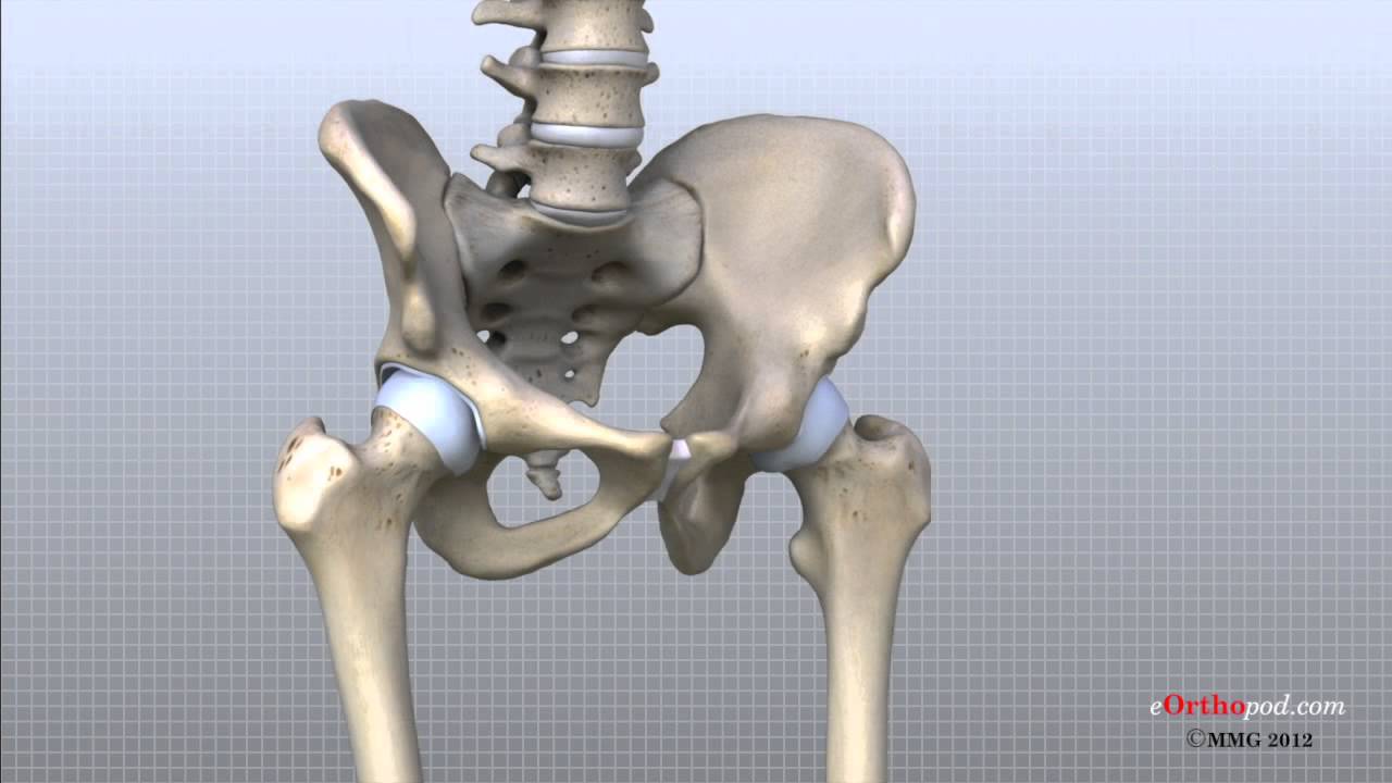 Hip Anatomy Animated Tutorial Youtube