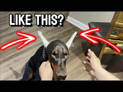 What Does A Doberman Look Like Without Clipped Ears