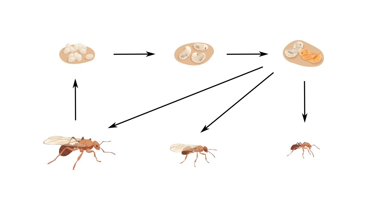 Learn Life Cycle Of Ants In English Ant Family Life Loop Ant Life