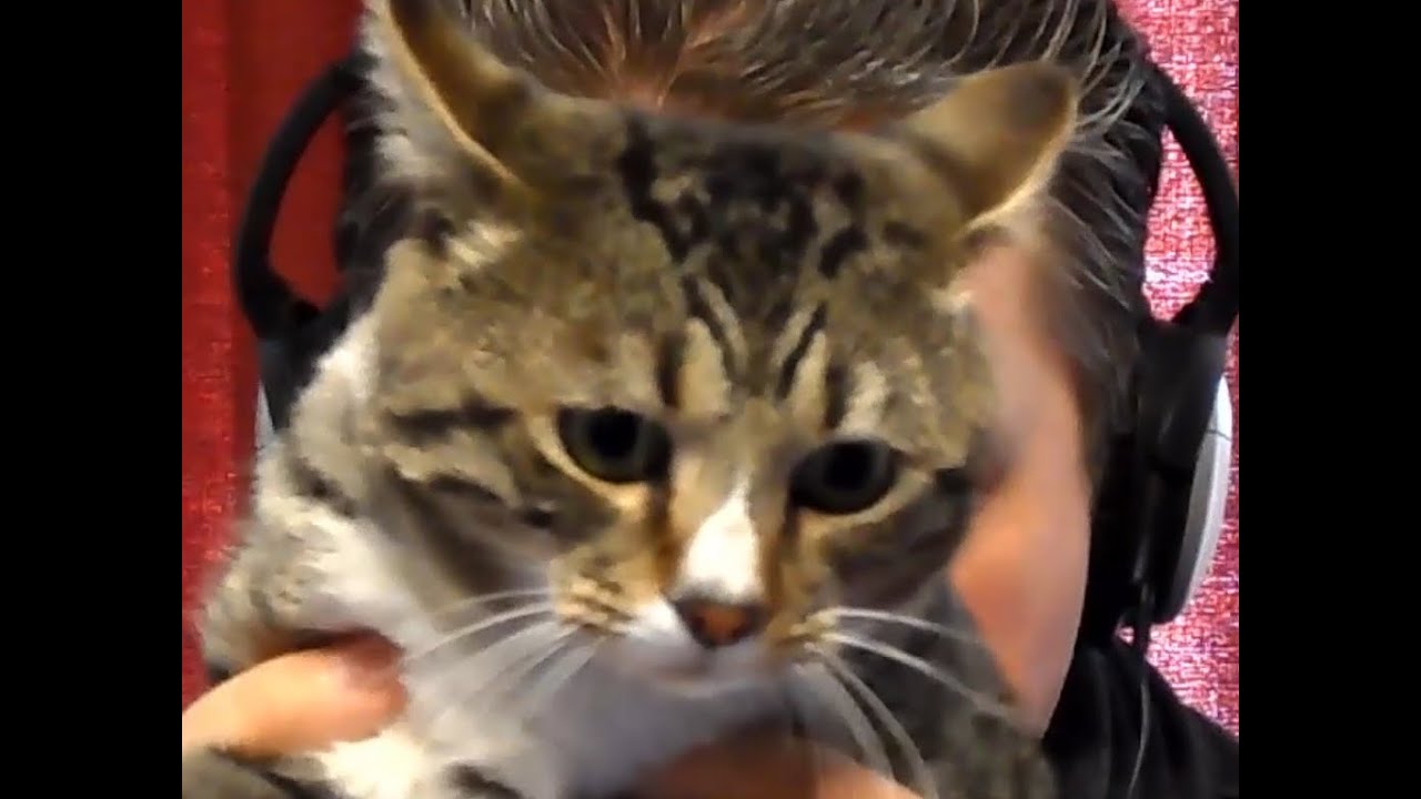 Linear Search Algorithm Youtube