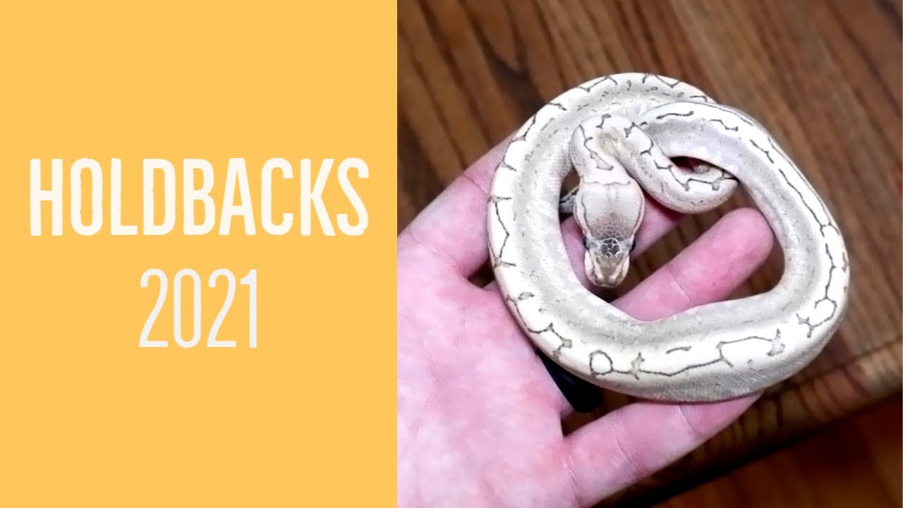 Check Out My Ball Python Holdbacks For The 2021 Season Youtube