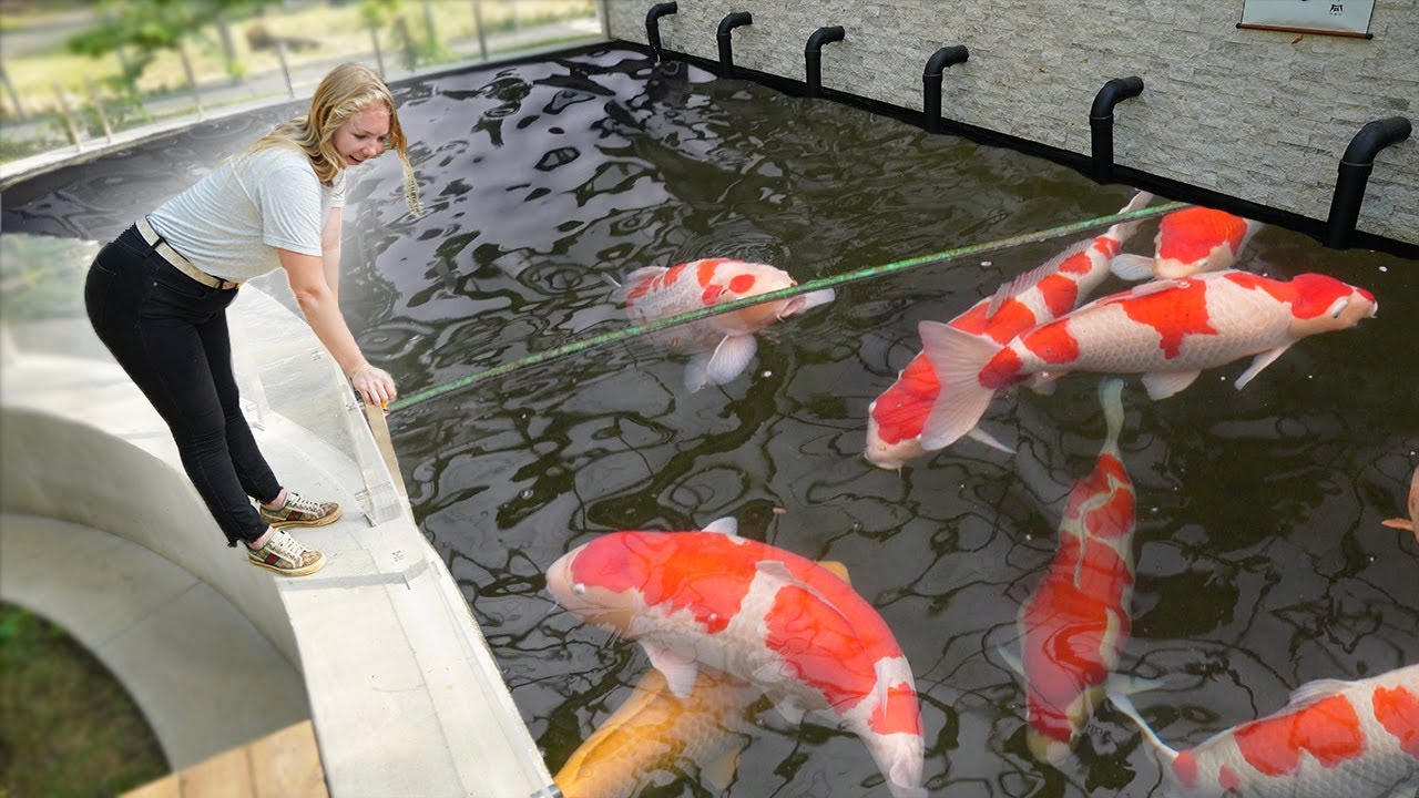 Real Koi Fish Pond Koi
