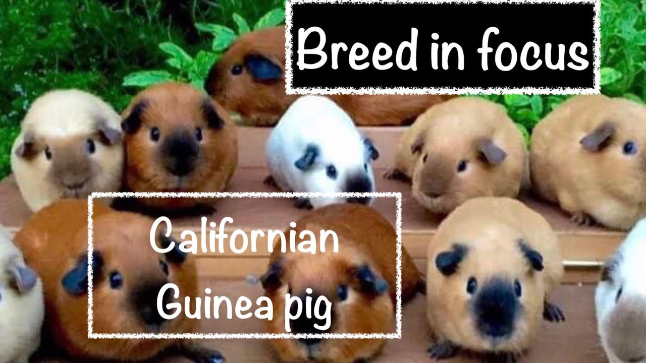 Breed In Focus The Californian Guinea Pig Youtube