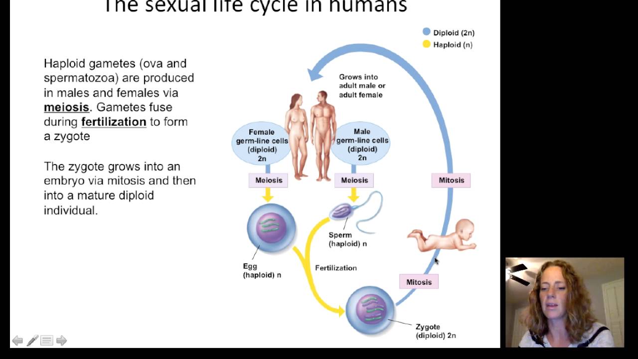 Lecture 23 Reproductive Youtube