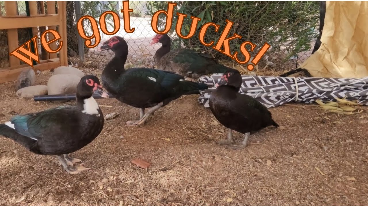 We Got Ducks Youtube