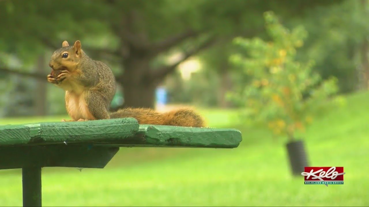 Squirrels Youtube