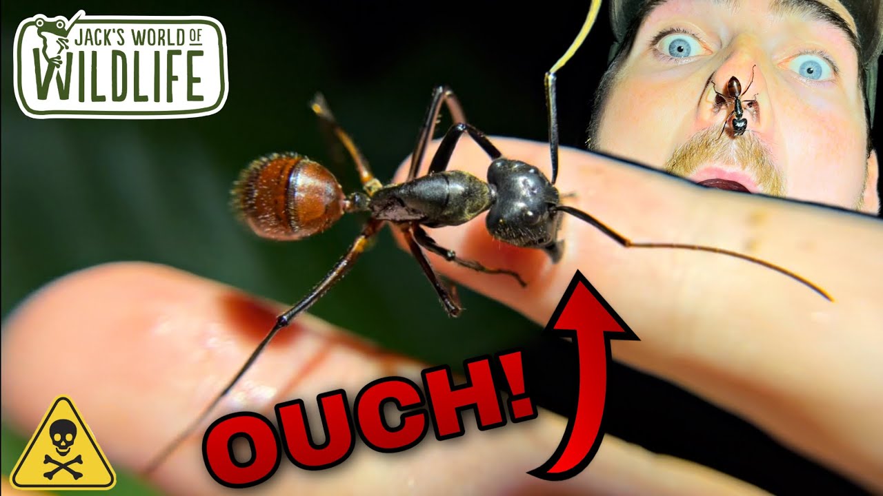 Biggest Ant In The World
