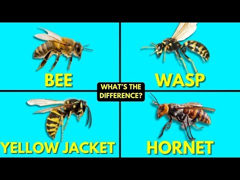 How To Tell The Difference Between Bees And Yellow Jackets