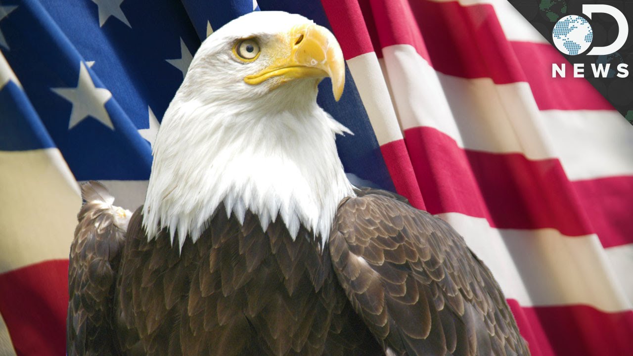 9 Facts You Didn T Know About Bald Eagles Youtube