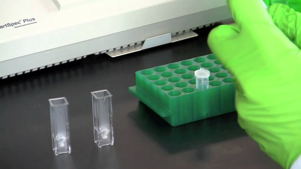 Dna Quantitation Using A Spectrophotometer Youtube